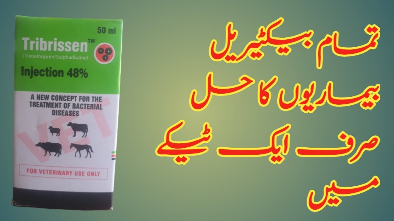 Tribersen injection use in animals and poultry urdu hindi ٹرای برسن ...