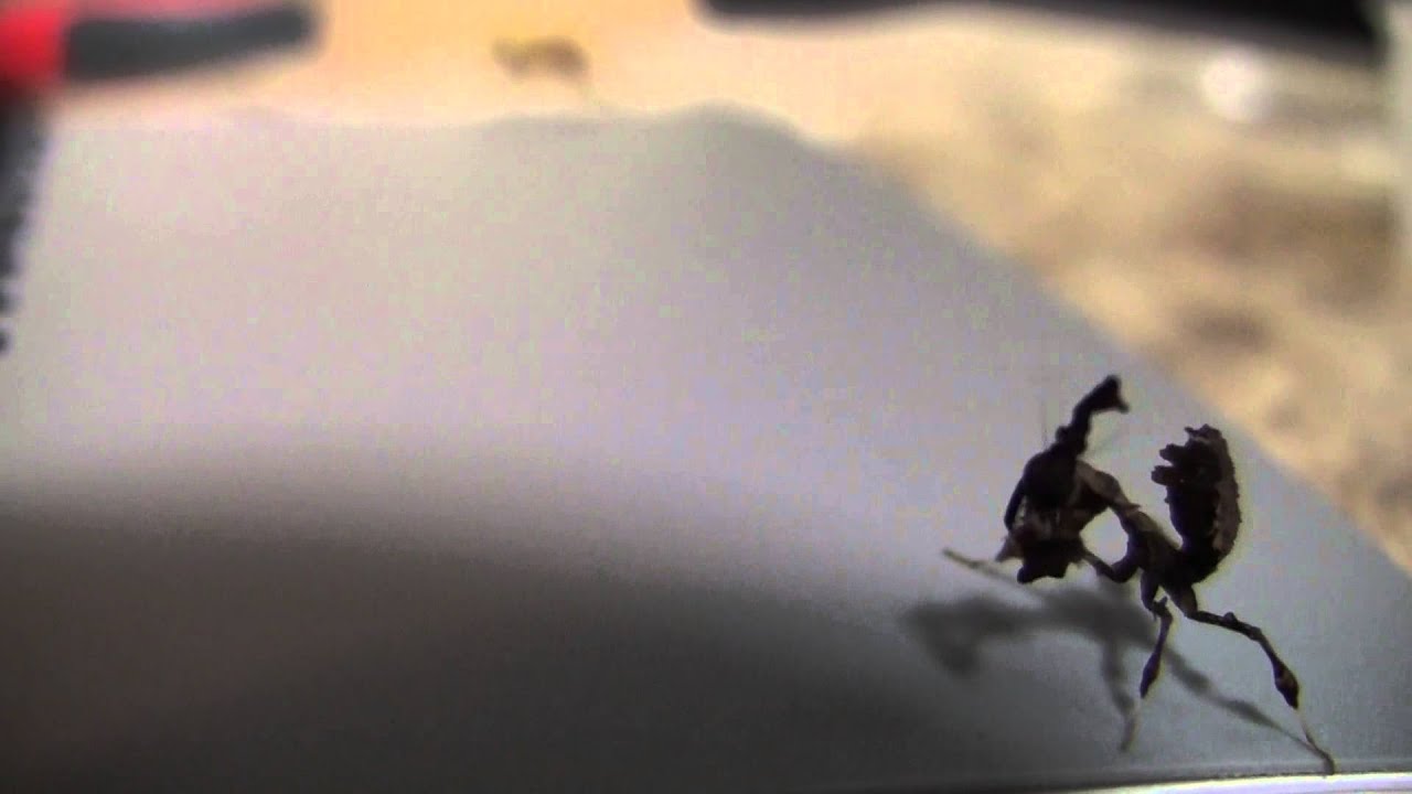 Fruit Fly Food: Phyllocrania Paradoxa (Ghost mantis Nymph) [L4] - YouTube