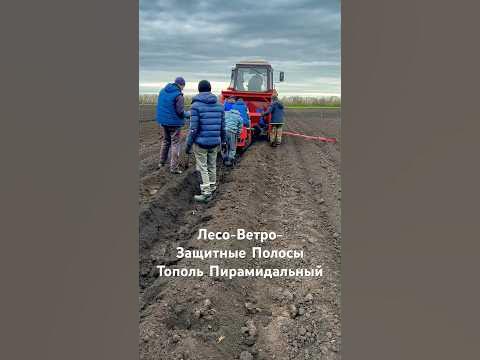 Полезащитные Лесные Полосы из Тополя Пирамидального #лесоветрозащита # ...