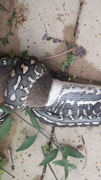 Carpet python eating a ring tailed possum - YouTube