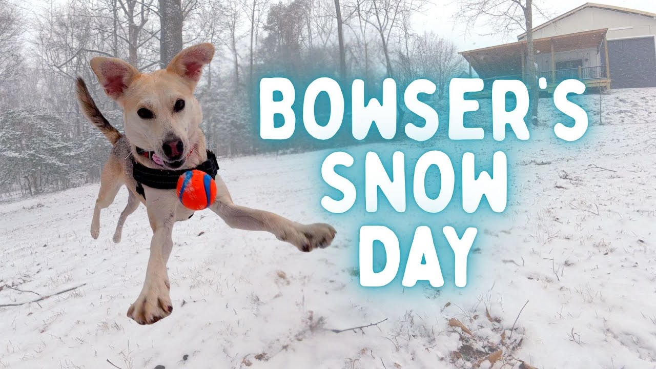Bowser's First Snow Day! 🐾 ️ - YouTube