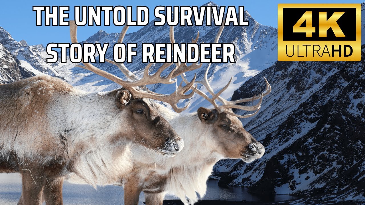 The Untold Survival Story of Reindeer: How They Saved Christmas and ...