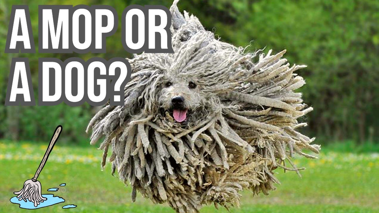 10 Most Unusual Dog Breeds You've Never Seen Before - YouTube