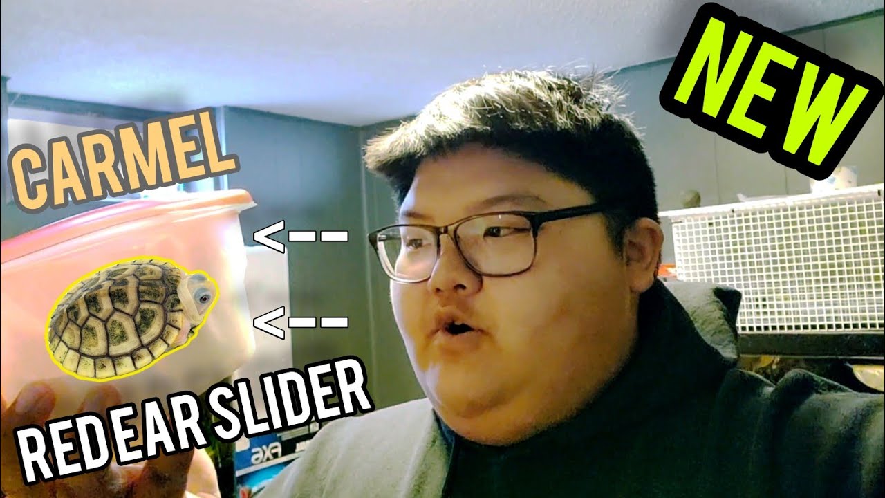 New Rare turtle unboxing.... - YouTube