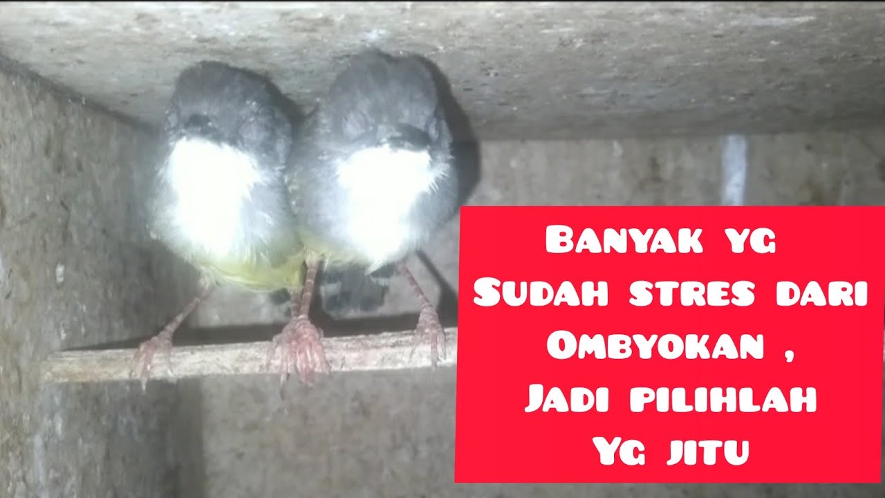 tips membedakan ciri-ciri ciblek semi dari ombyokan yg sudah stres ...