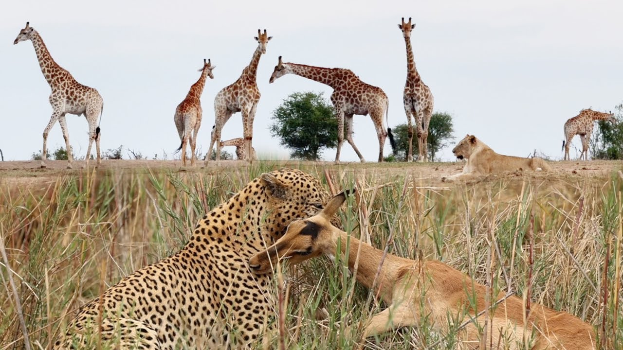 Giraffes watch a LION ROAR at sunrise 🦁 🌅 A LEOPARD kills 🐆 Baby ...