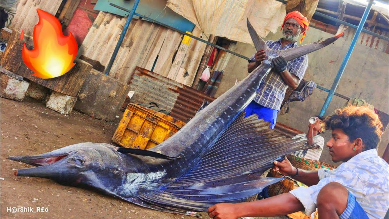 89 Kg🔥MONSTER MAYIL KOLA FISH CUTTING | KASIMEDU SELVAM FISH CUTTING ...