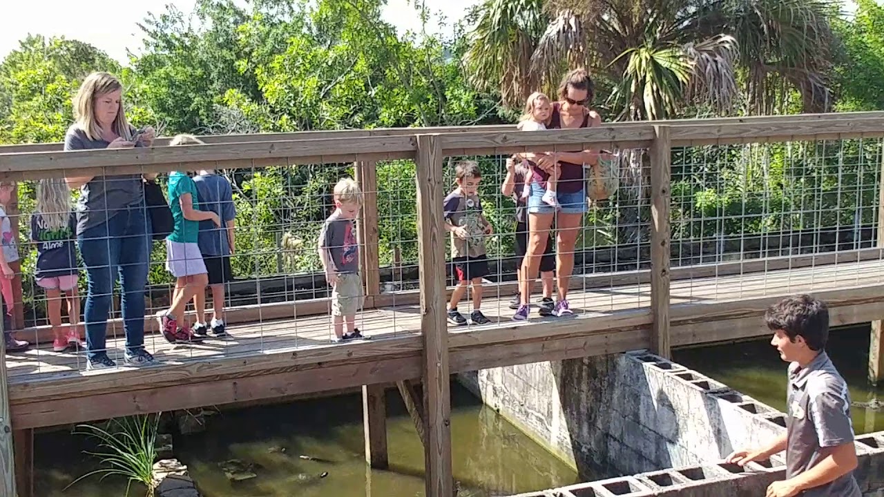 Alligator pit - YouTube