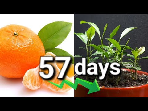 How to Grow a Citrus / Mandarin Tree from a Seed 57 days Time-Lapse