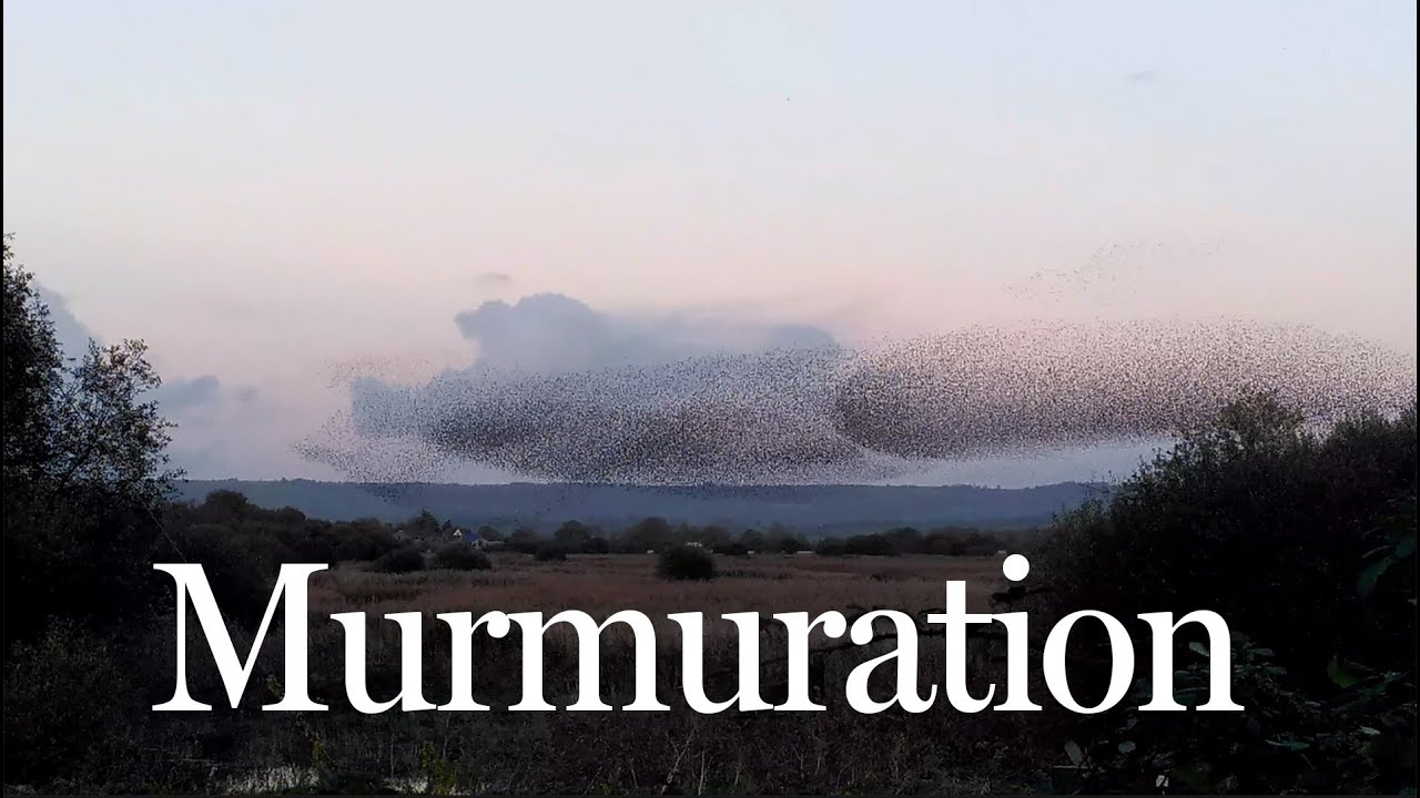 Murmuration - RSPB Ham Wall - YouTube