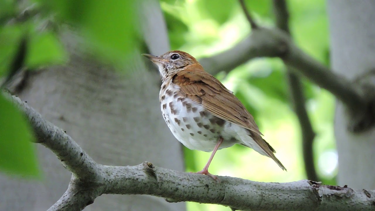 Wood Thrush Song