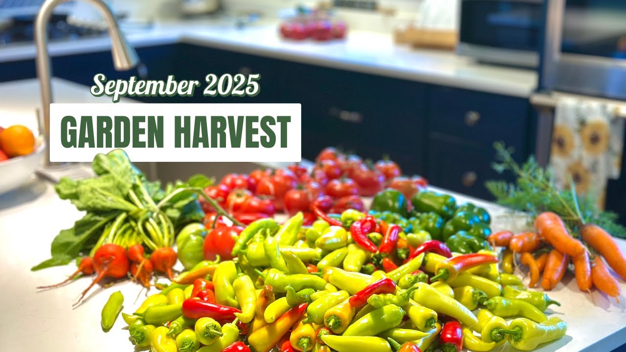 HOW many Peppers did we get? September Harvest #peppers # ...