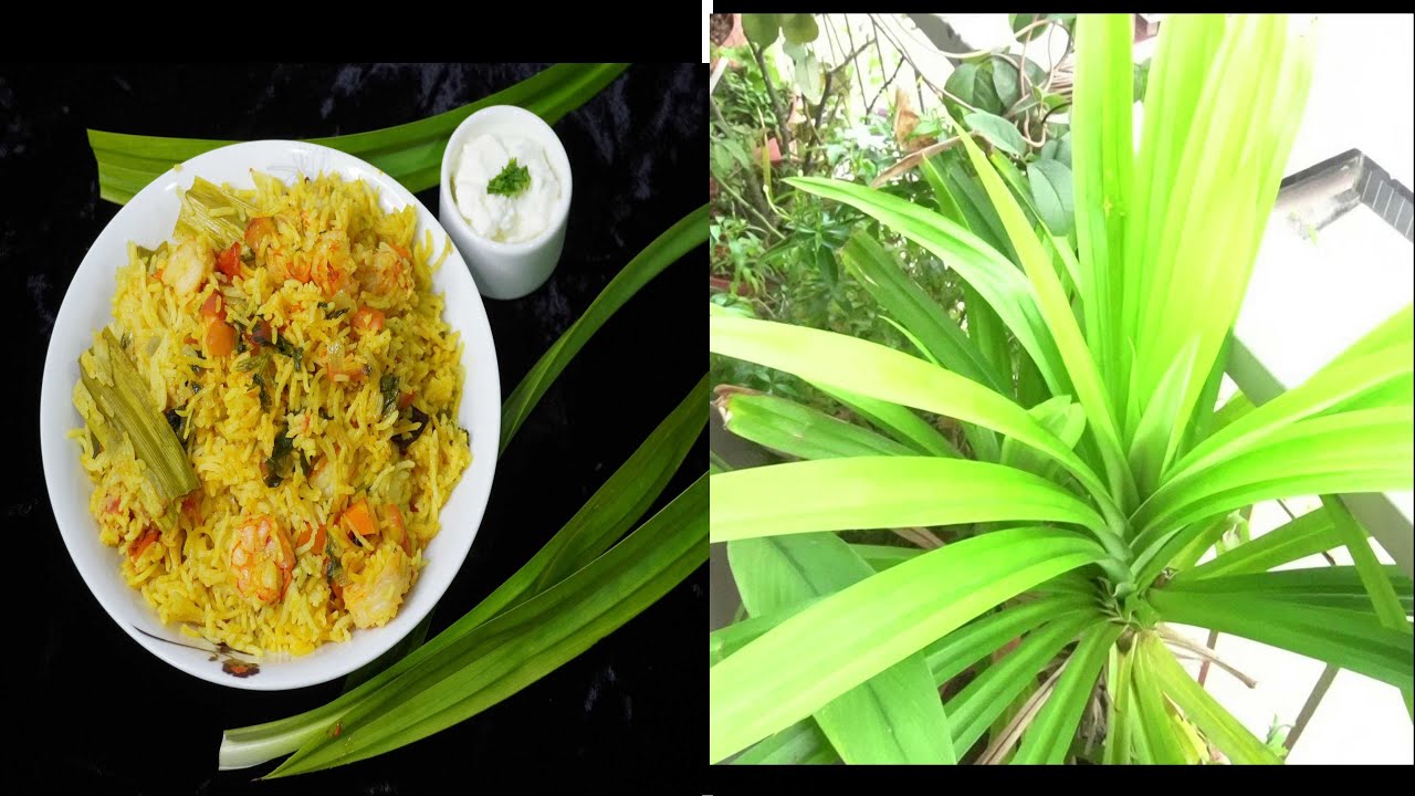 Prawns Special Pulav With Pandan Leaves/Biriyani/Pulav Leaves...! - YouTube