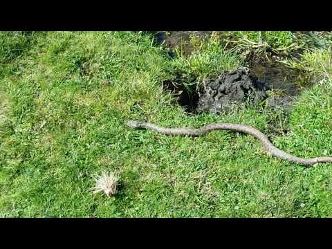 Víbora en Sierra Nevada - YouTube