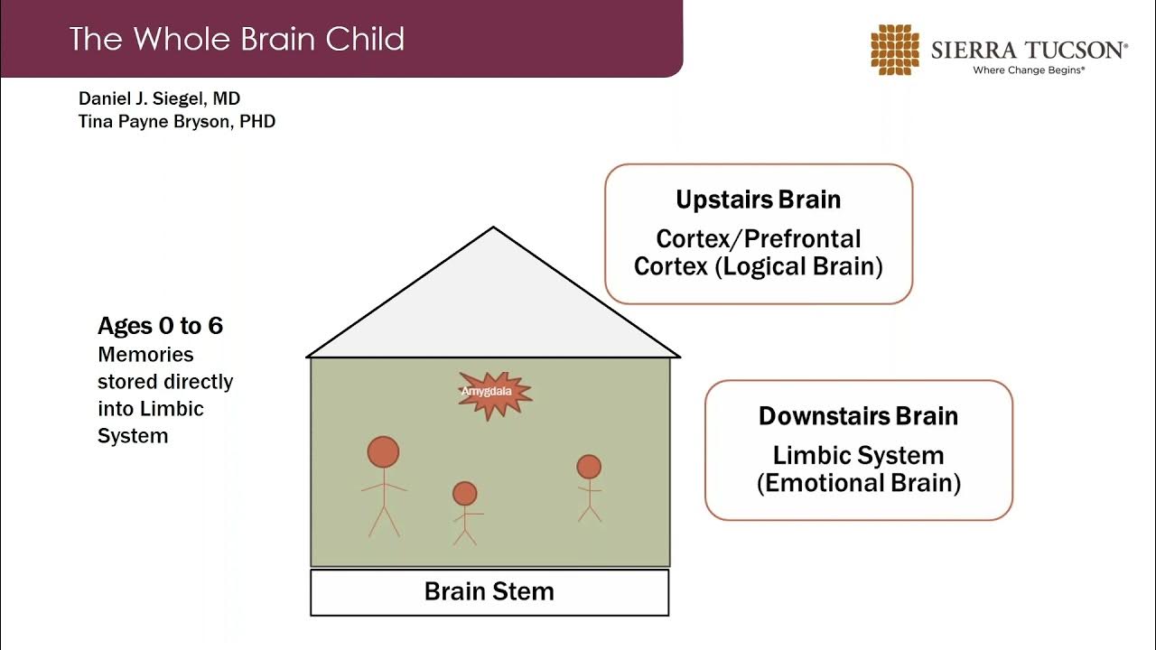 Nourishment Webinar Upstairs Downstairs Brain Memory & Trauma - YouTube