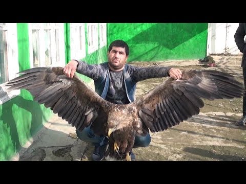 Masallı sakini otlaq sahəsindən yırtıcı qartal tutub.