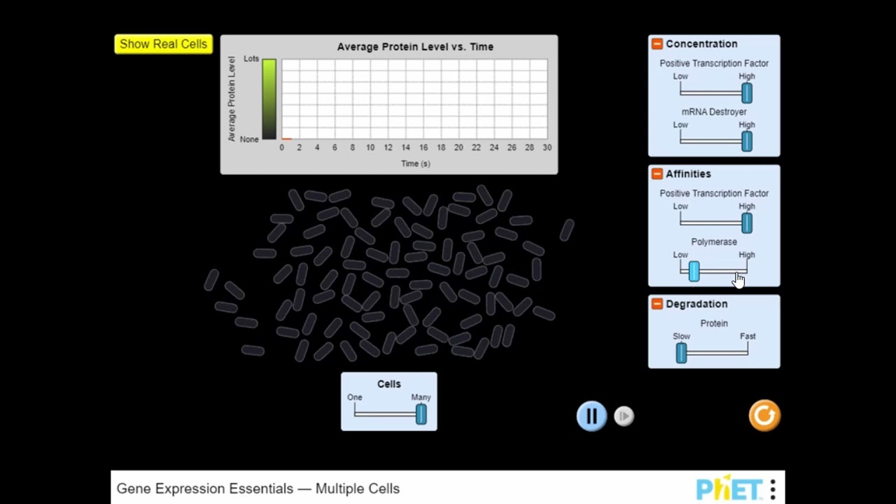 Gene Expression Essentials - Multiple Cells - YouTube