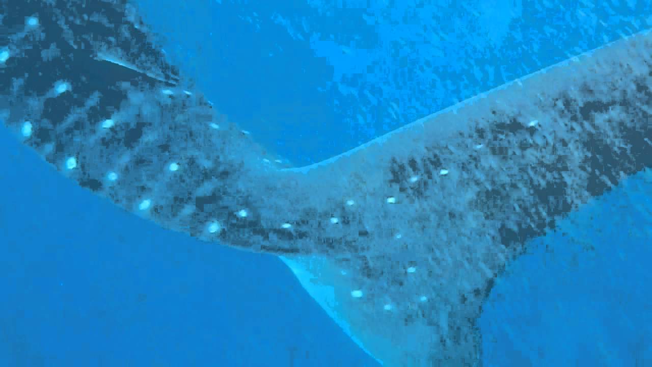 My first jump with a Whale Shark - YouTube