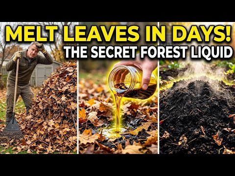 Melt Stubborn Leaves in 14 Days With This DIY Liquid