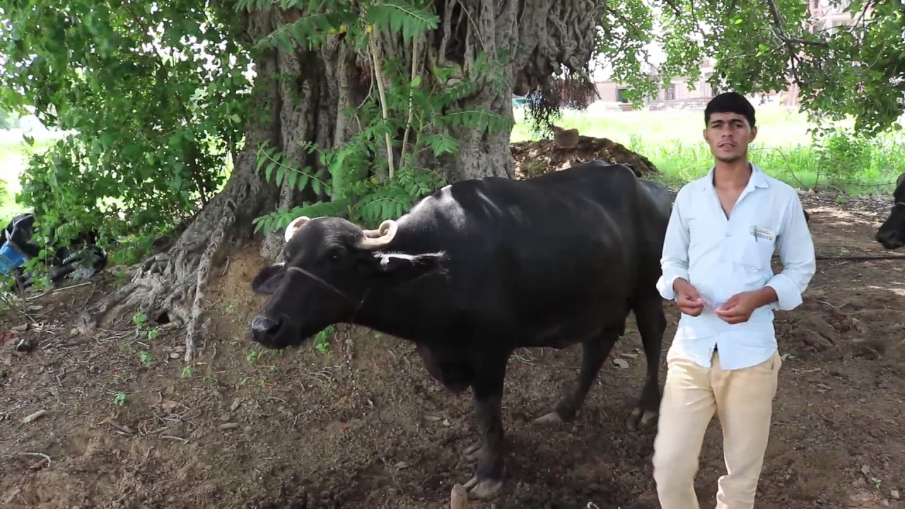 मुर्रा भैंस पालन कैसे हो जाने, How to become a Murra buffalo - YouTube