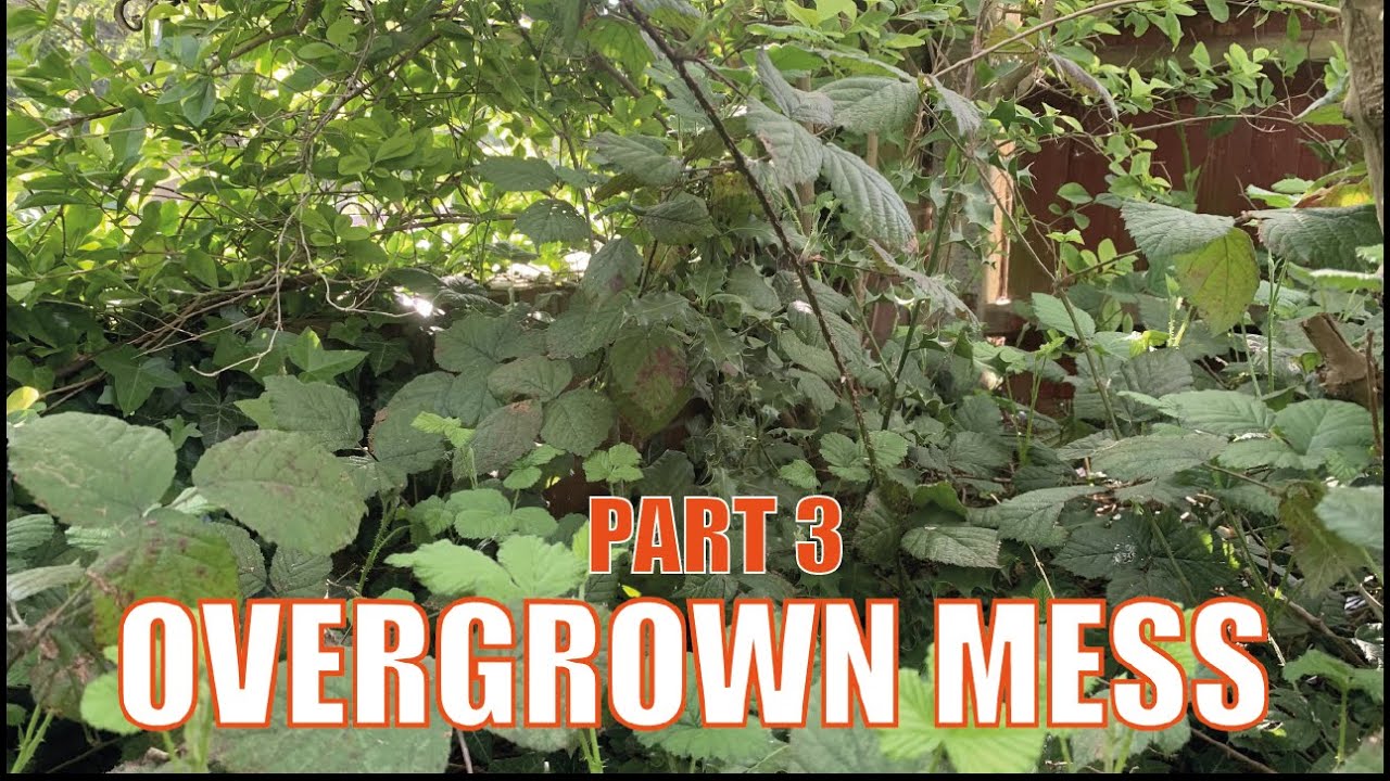 This Homeowner NEEDED Help | Free Overgrown Yard Makeover | Part 3 ...