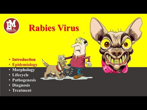 Rabies Virus I Rabies Virus life cycle I Rabies Virus pathogenesis I ...