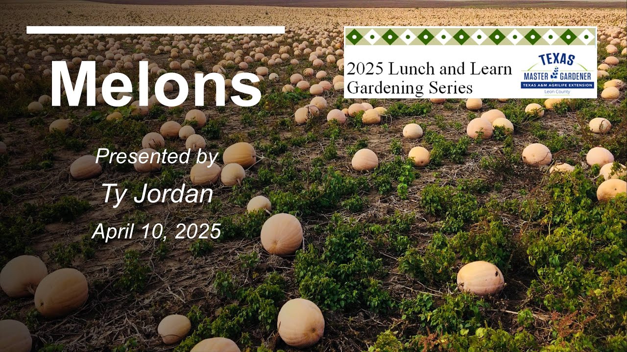A Deep Dive Into The Melons of Texas - YouTube