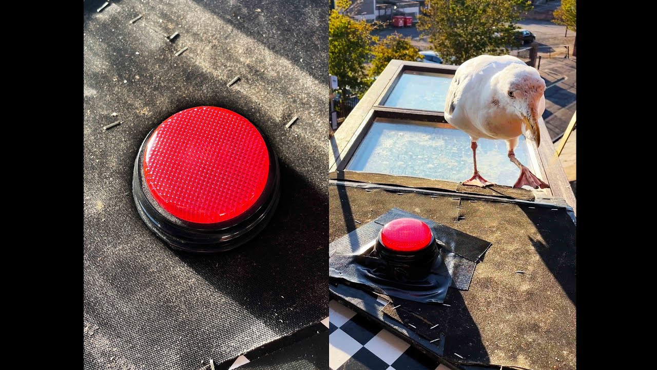 Teaching My Pet Seagull To Press a Button! - YouTube