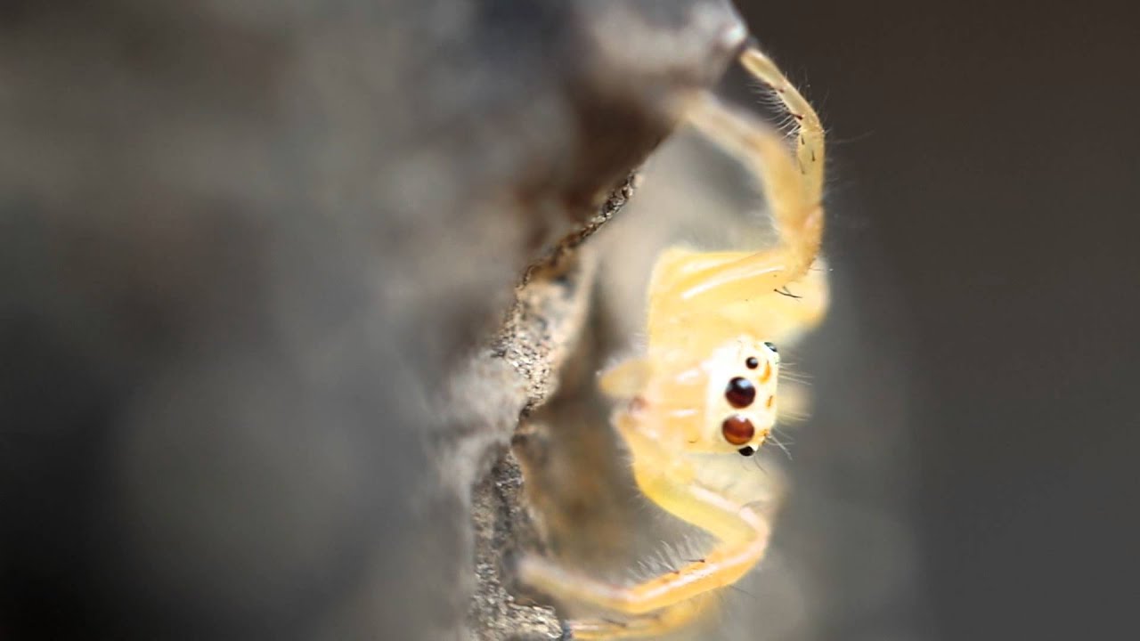 Spider the shutter bug - YouTube