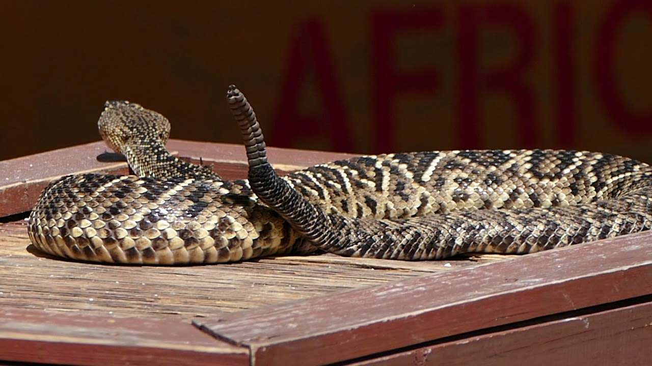 Gatorland Florida - Rattlesnake close up - YouTube
