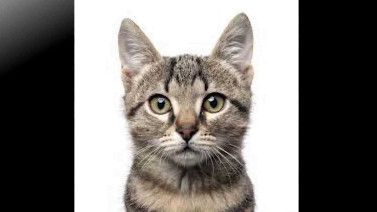 Cat Screamer - Read Description - YouTube