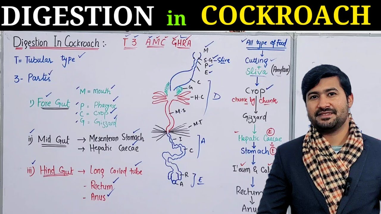 Digestion in cockroach biology class 11 | cockroach digestion in Urdu ...