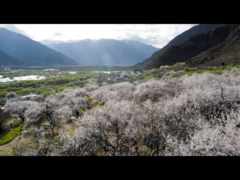 LIVE: Enjoy beautiful spring season in China - YouTube
