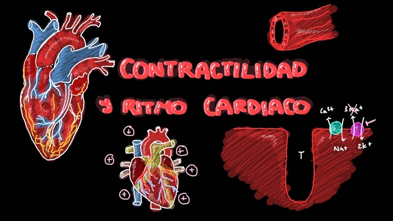 Clase 11: Contractilidad cardiaca pt. 2 - YouTube