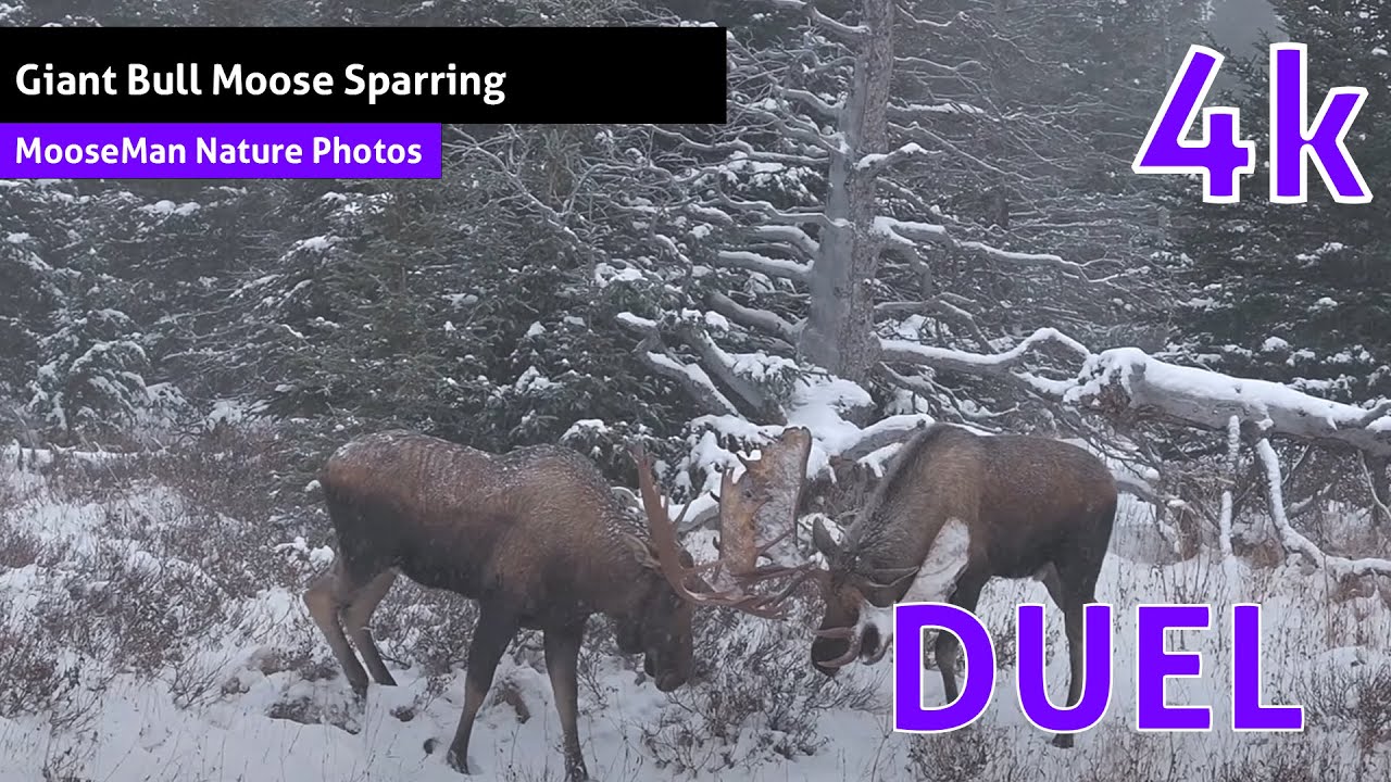 Giant Bull Moose Sparring Post Rut Sparring 2 Moose videos - YouTube