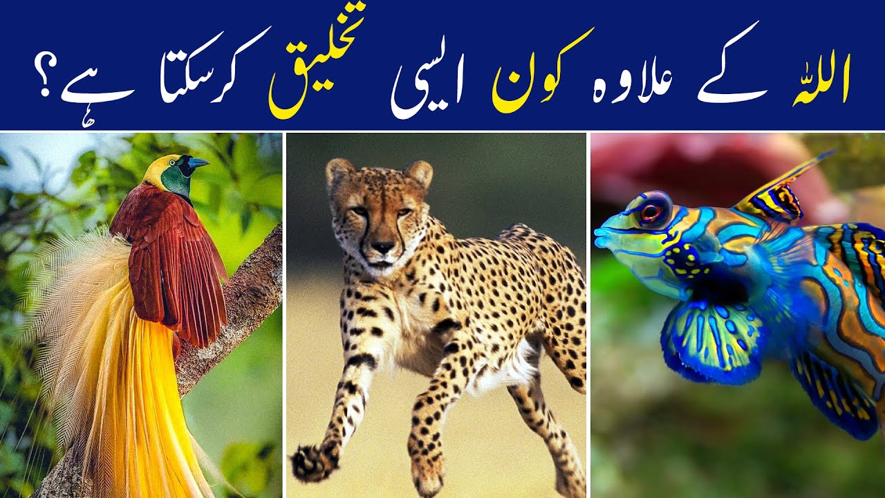 Beautiful & Unique Birds Around The World | Nature and Wildlife Video ...