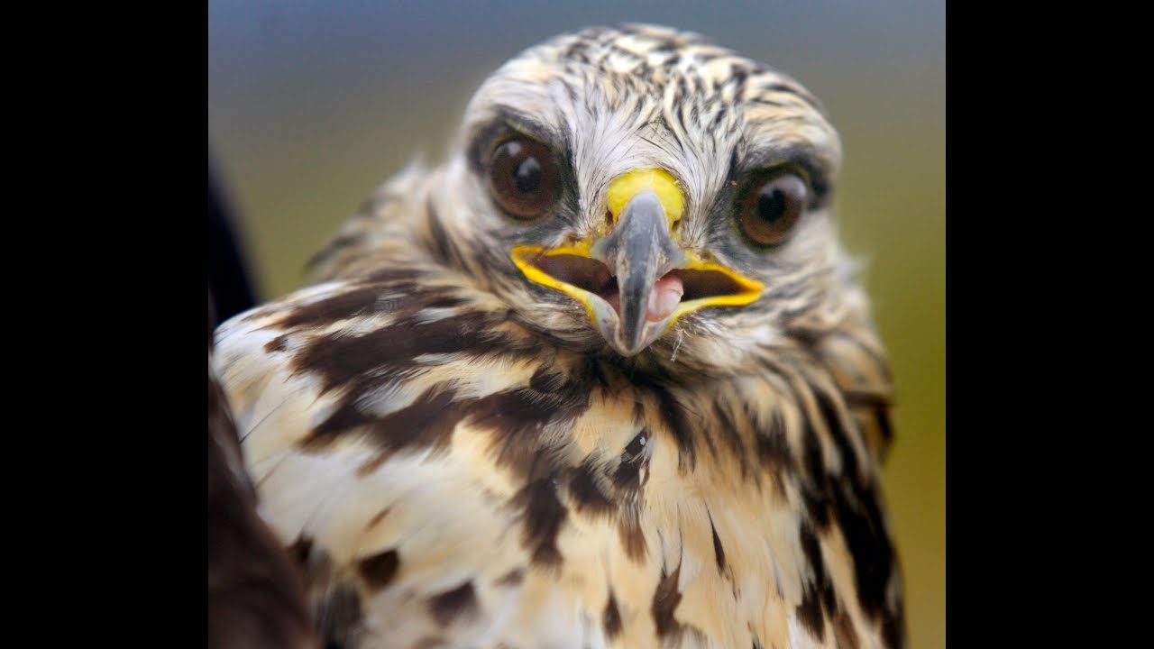 "Angriest Bird" - Idle Spies - YouTube