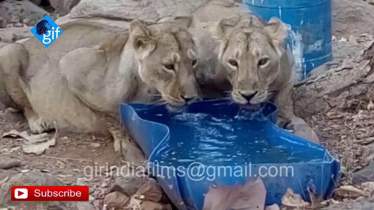 गिरनार जंगल की दो शेरनी के अद्भुत नखरे Two amazing lionesses of Girnar ...