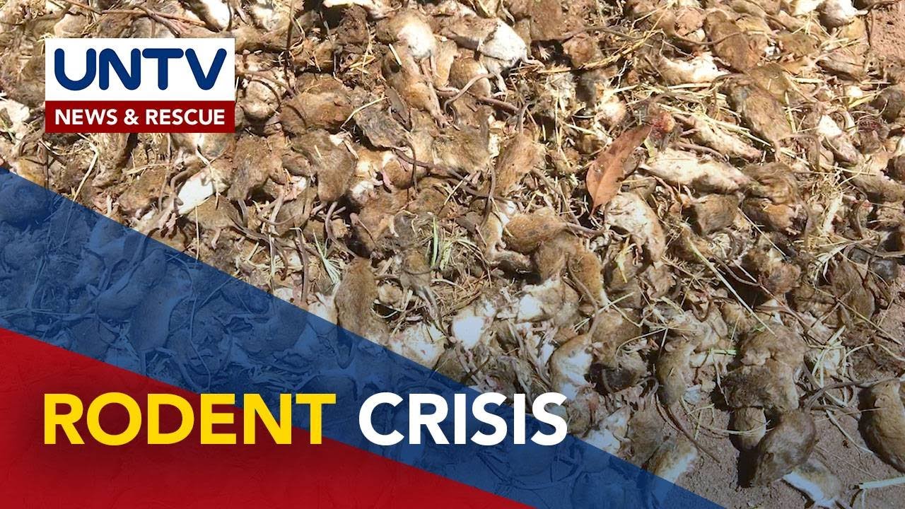 Australian NSW farms declare mice outbreak - YouTube