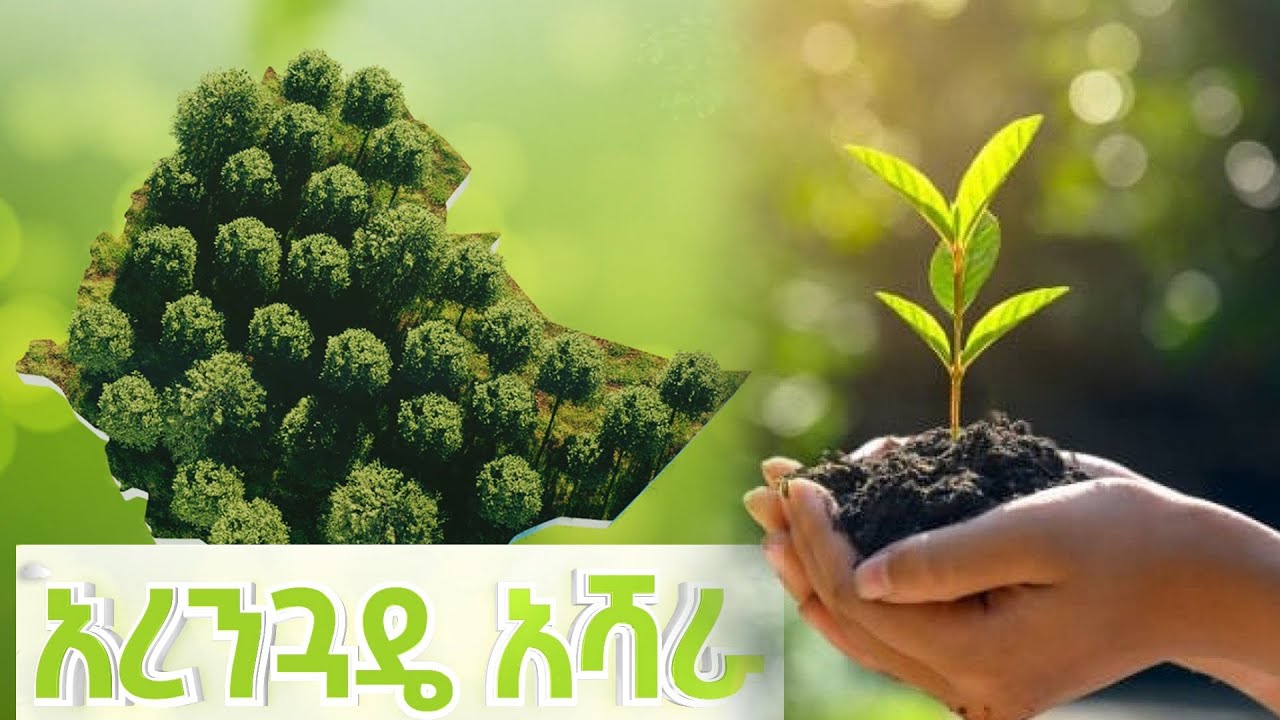 አረንጓዴ አሻራ / Green Legacy - YouTube