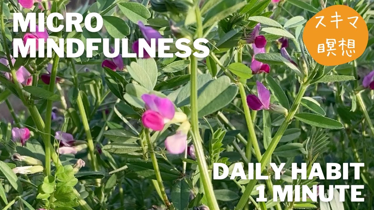 Micro Mediation |1 Minute |Breathing Practice |Mindfulness| anytime ...