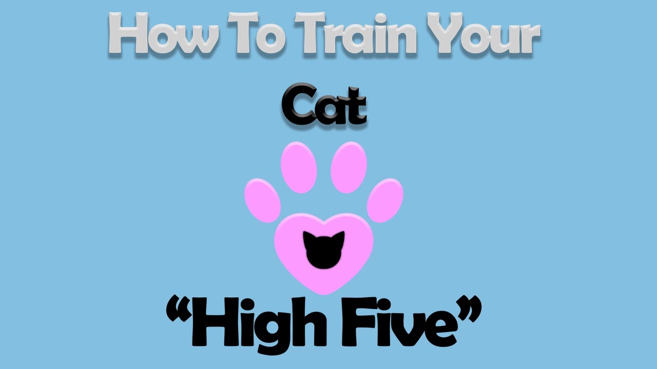 How To Train Your Cat: High Five (Ep. 5) - YouTube