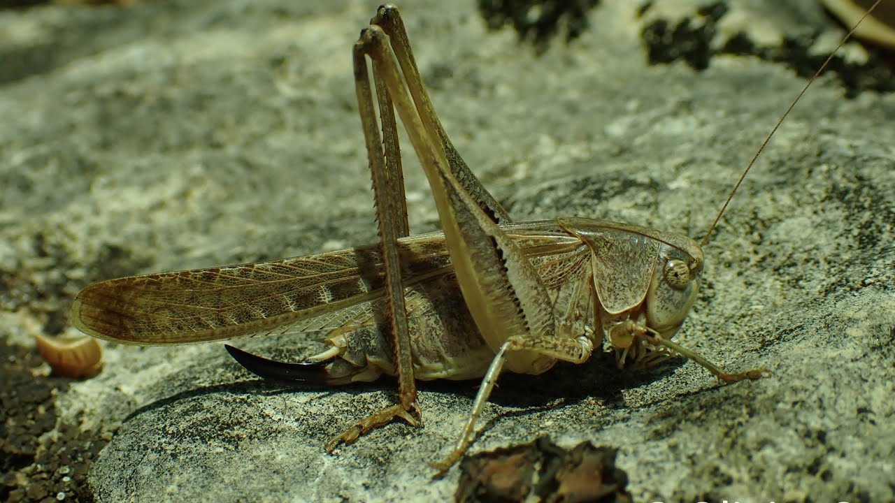 Intermediate Grey Bush Cricket (Platycleis intermedia) - YouTube