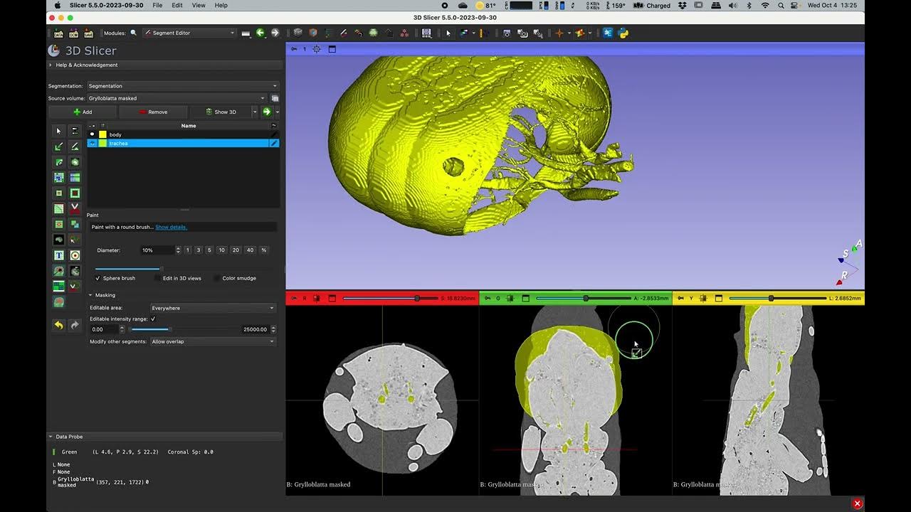05 Using 3D Slicer segmentation tools for insect trachea - YouTube
