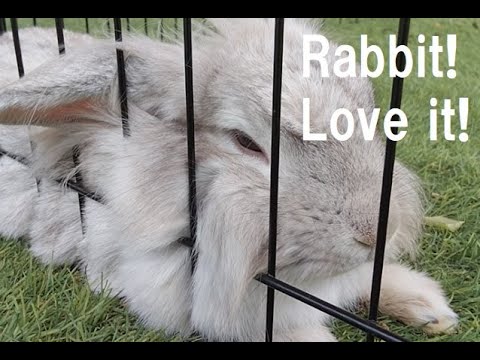 Rabbit! Love it! - YouTube