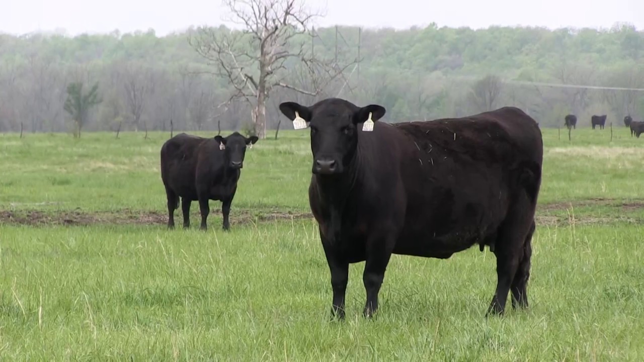Angus VNR: Heifers: raising vs. buying - YouTube