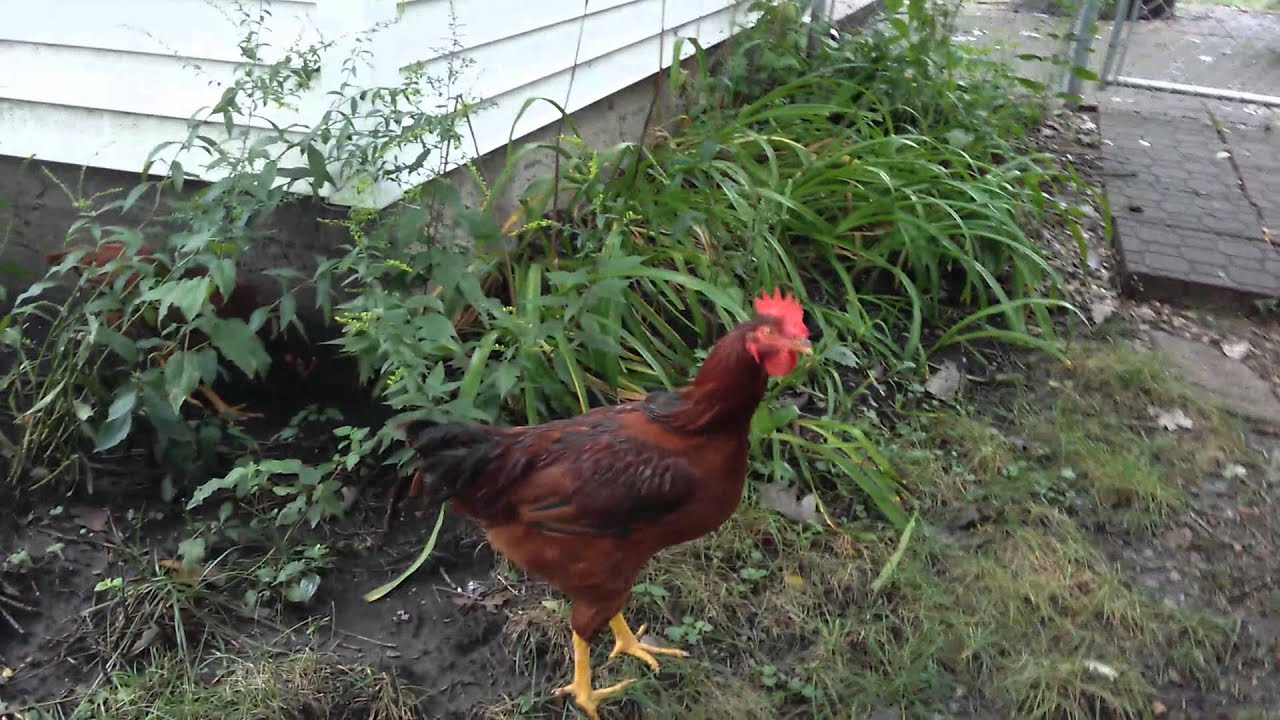 THE CHICKEN SITTER ( PART 1 ) - YouTube