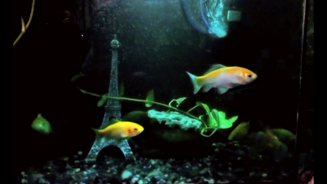 GOLD FISH | MARIAS HEIRESS - YouTube