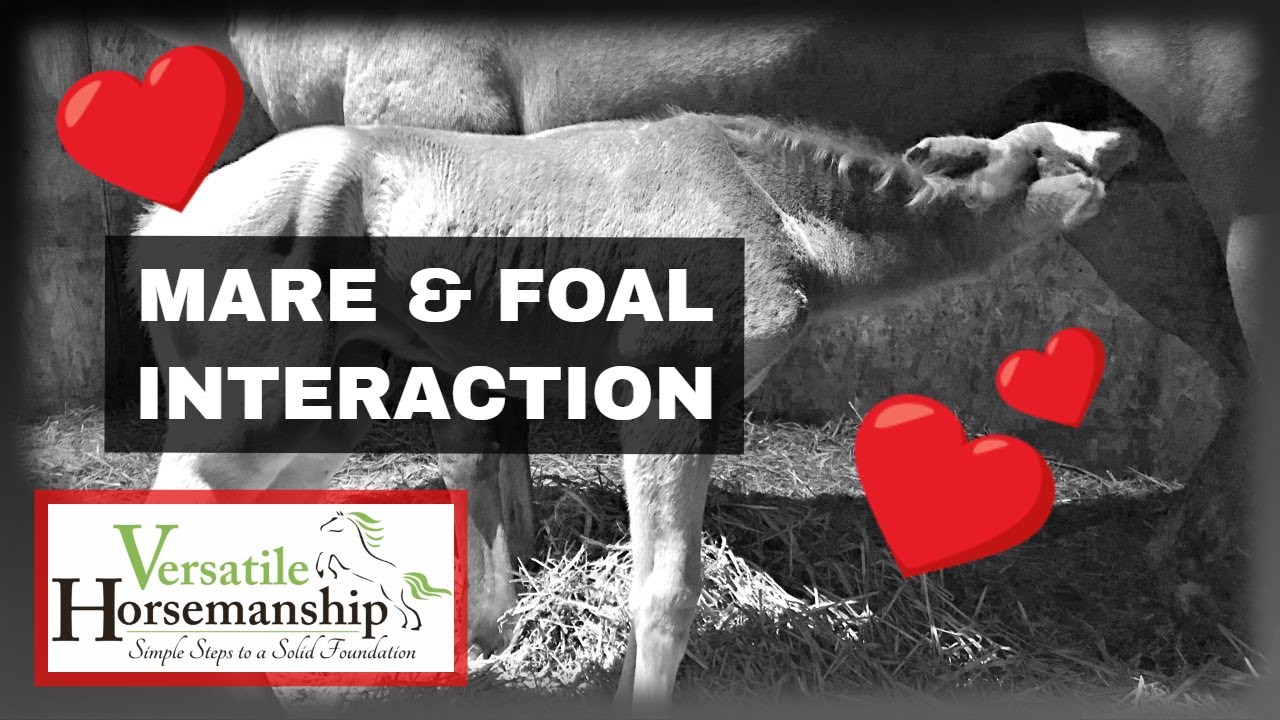 Mare and Foal Interaction // Versatile Horsemanship - YouTube