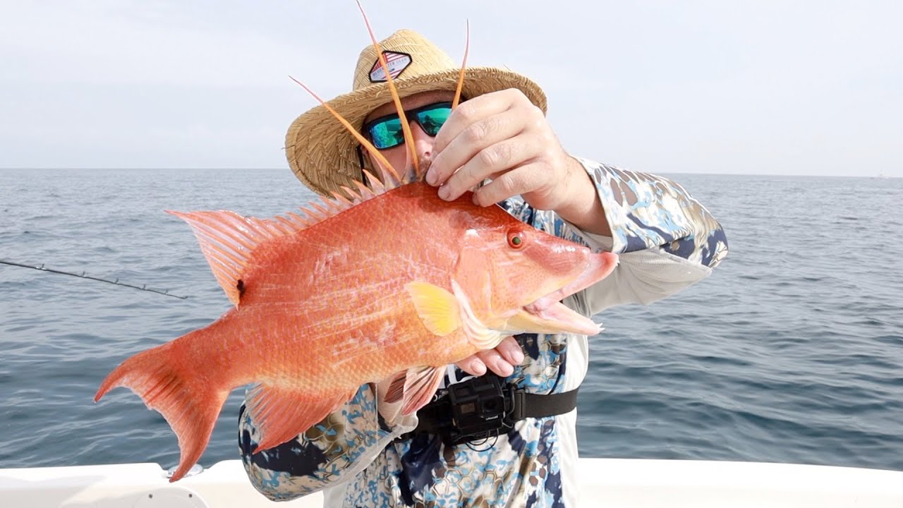 HOGFISH Fishing Offshore Tampa Bay Florida + Grouper (EPIC DAY!) - YouTube